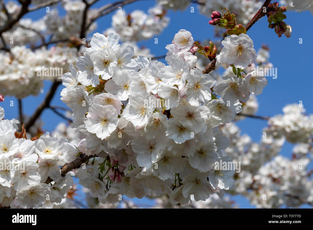 White blossoming flowers on tree in spring with blue sky behind Stock ...