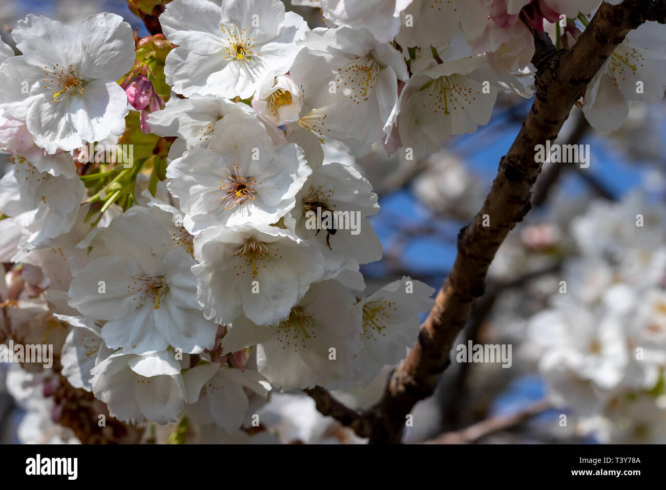 Bee pollenating white blossoming flowers on tree in spring with blue ...