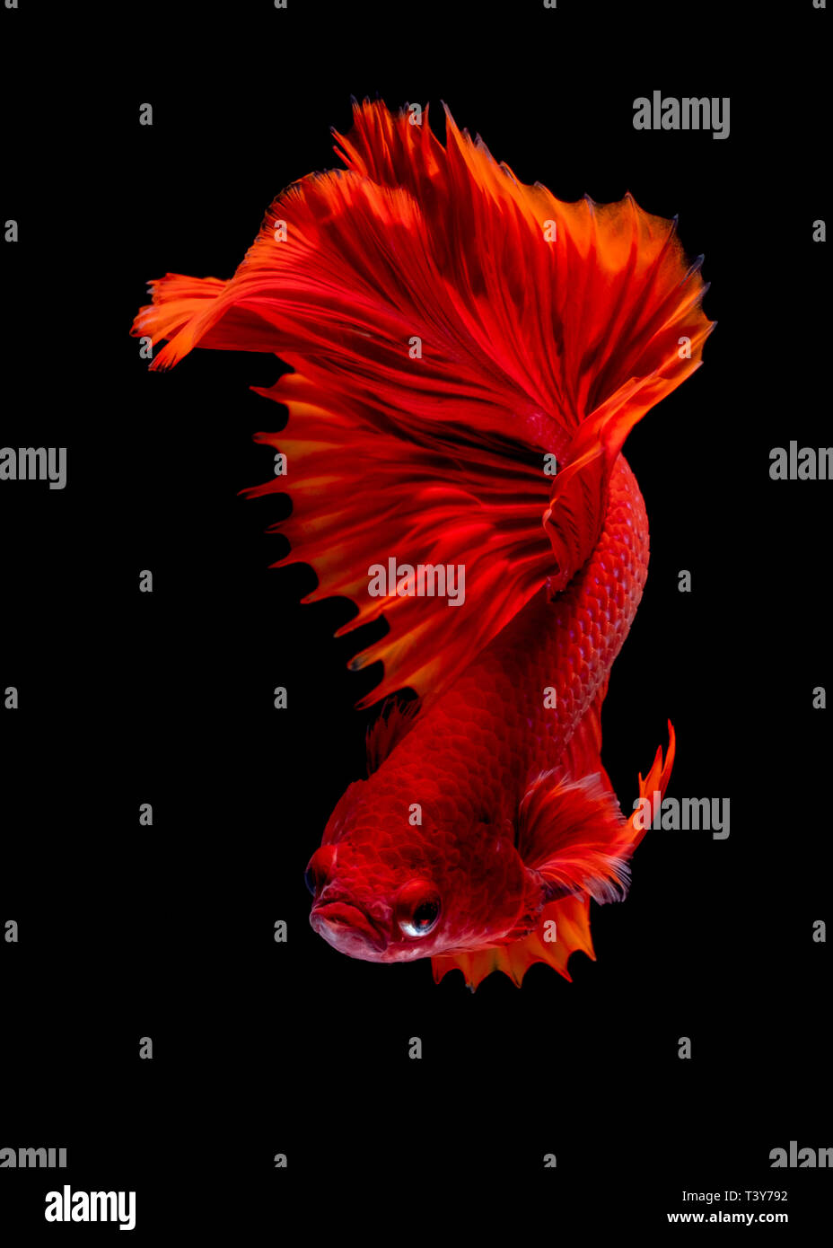 Betta fish Fight in the aquarium black blackground Stock Photo - Alamy