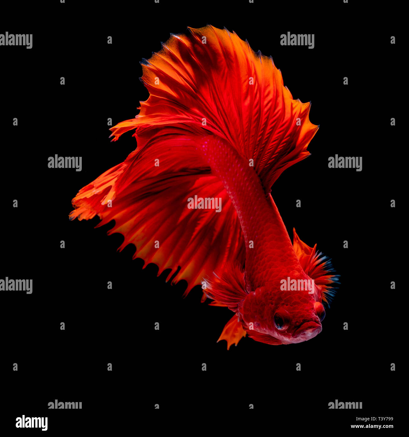 Betta fish Fight in the aquarium black blackground Stock Photo - Alamy