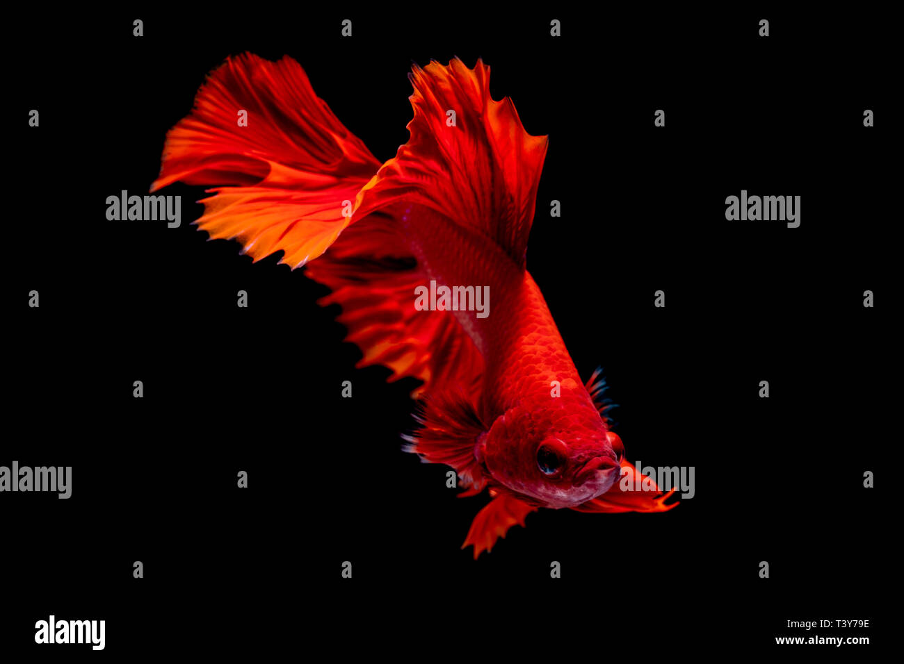 Betta fish Fight in the aquarium black blackground Stock Photo - Alamy