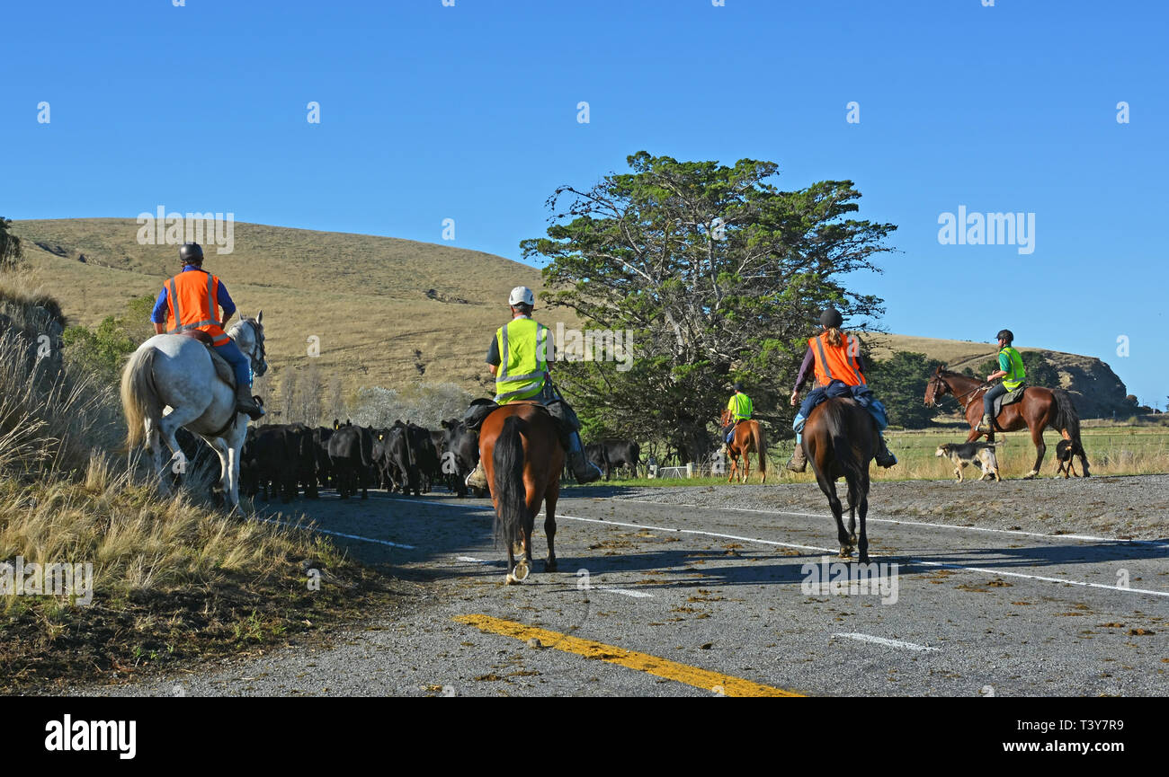 Horse mustering hi-res stock photography and images - Alamy