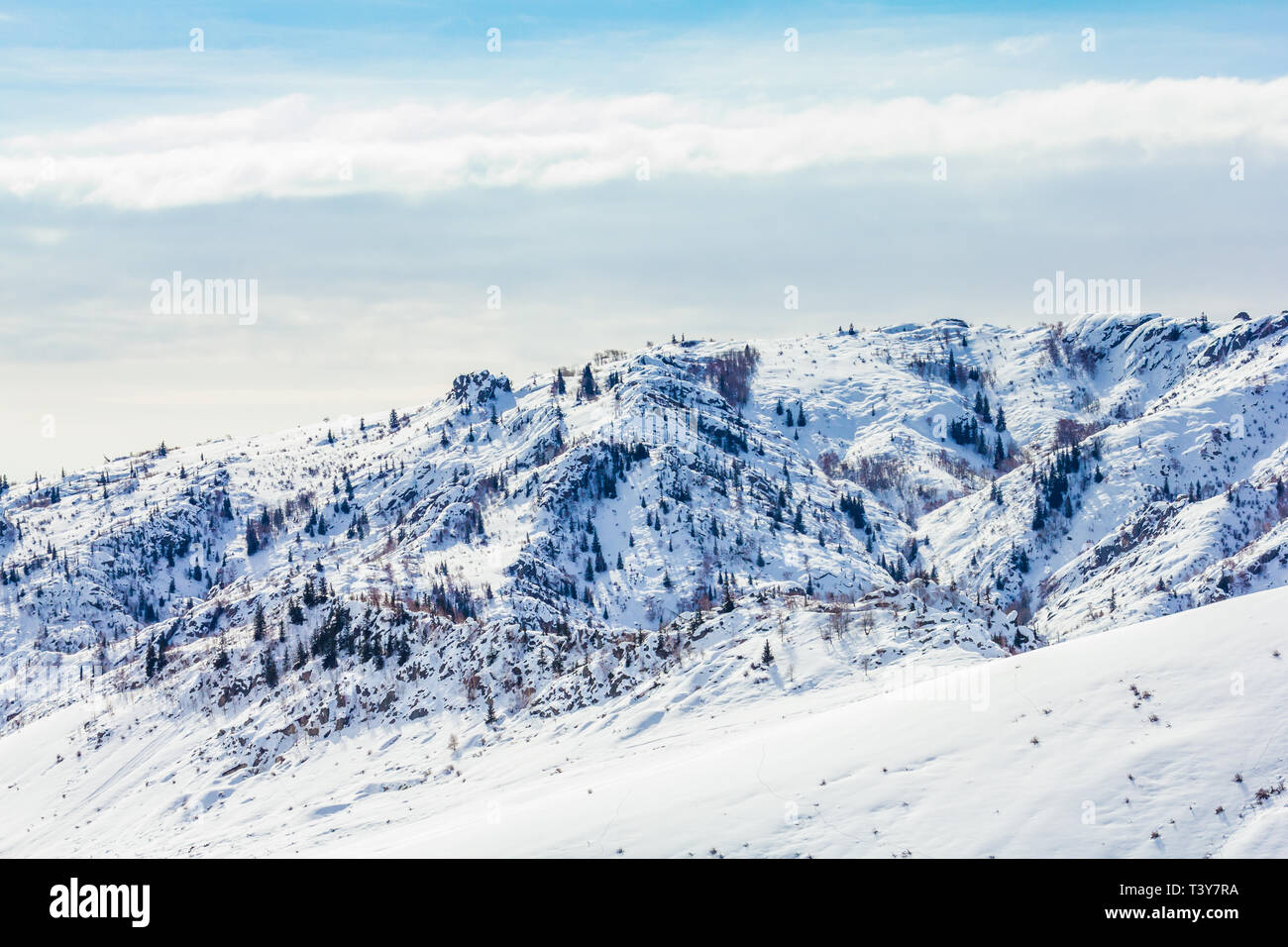 Snow mountain and forest,Altai Mountain,Xinjiang,China Stock Photo - Alamy