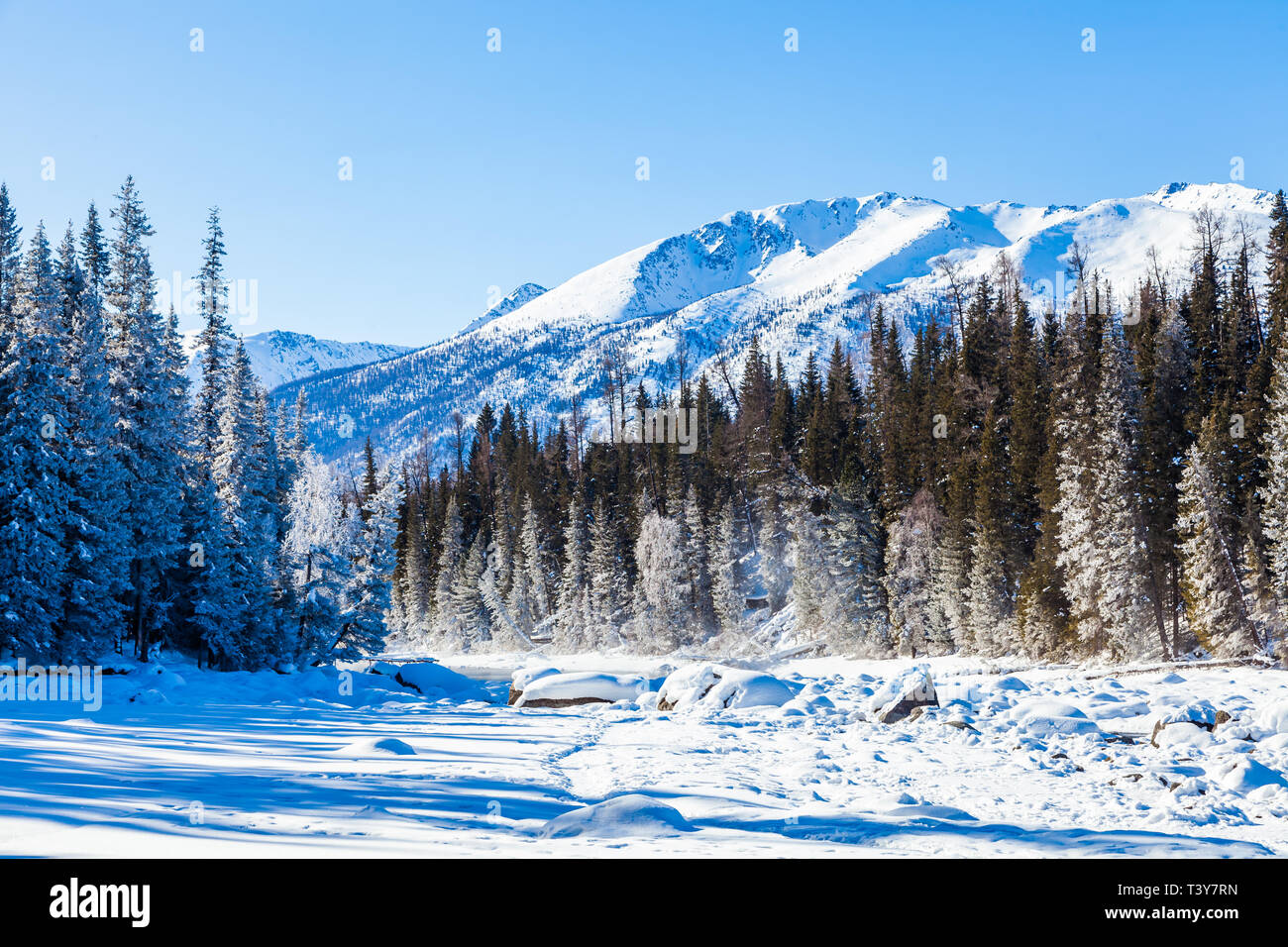 Snow mountain and forest,Altai Mountain,Xinjiang,China Stock Photo - Alamy