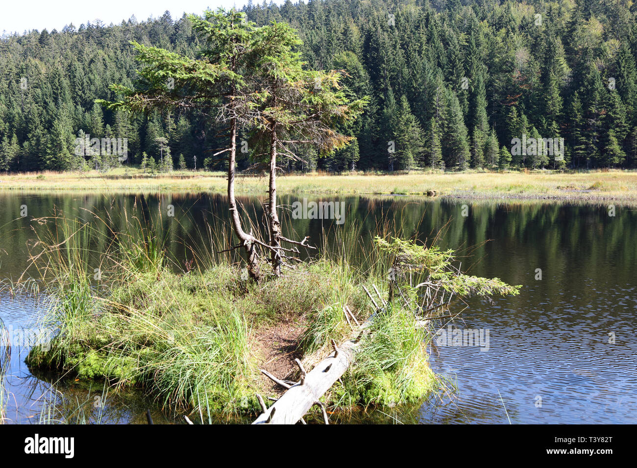 Kleiner Arbersee / Kleiner Arbersee Stock Photo - Alamy
