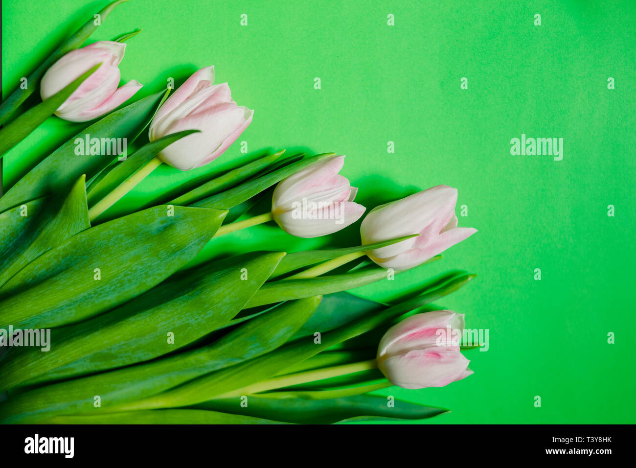 Border of fresh tulips on green background. Copy space. Spring flowers ...