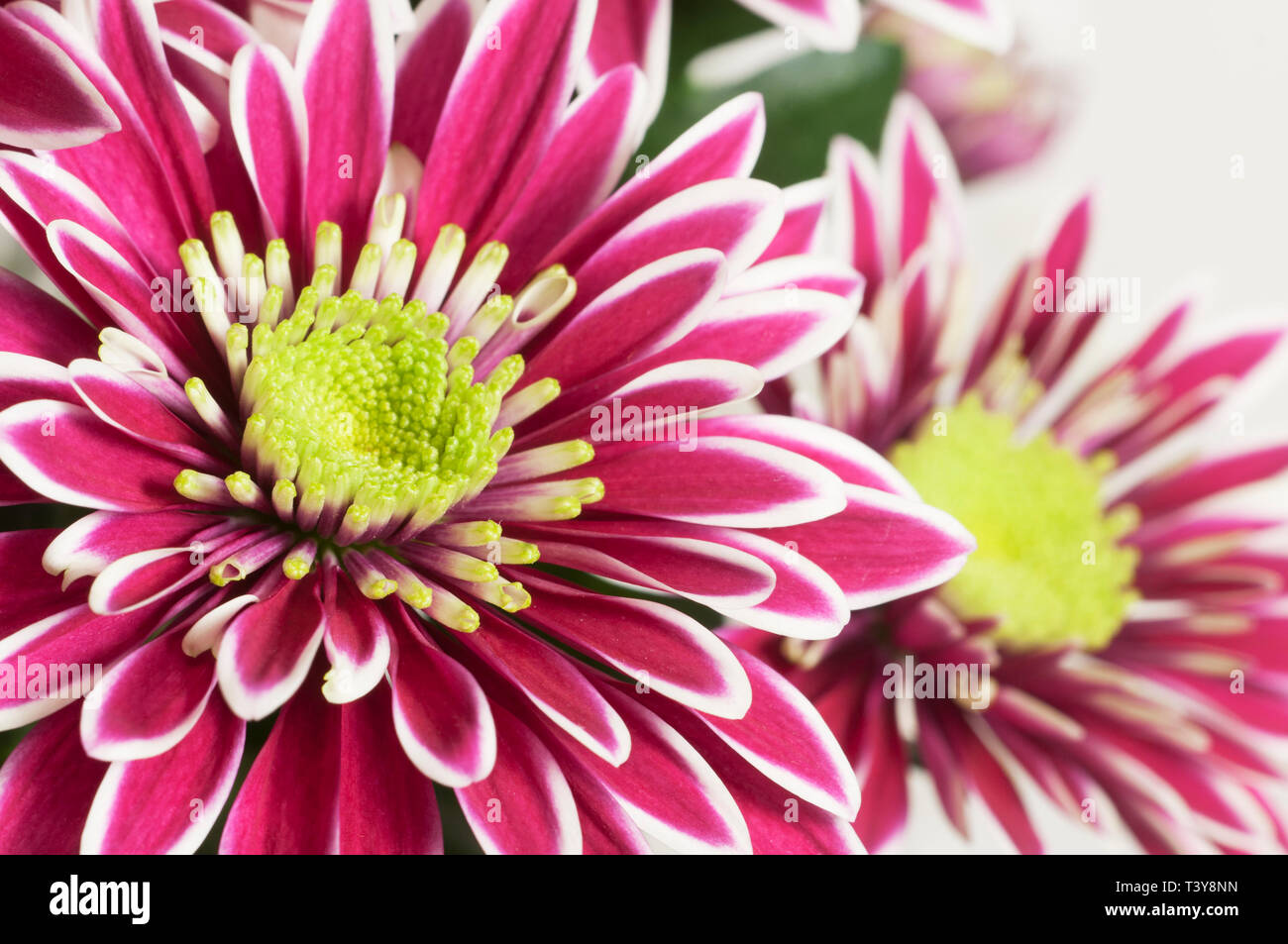 Selective focus shot hardy hi-res stock photography and images - Alamy