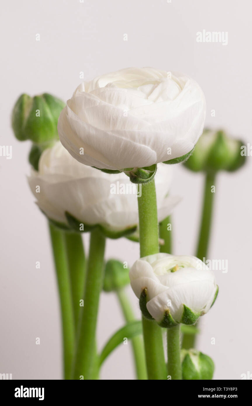 Ranunculus elegance green hi-res stock photography and images - Alamy