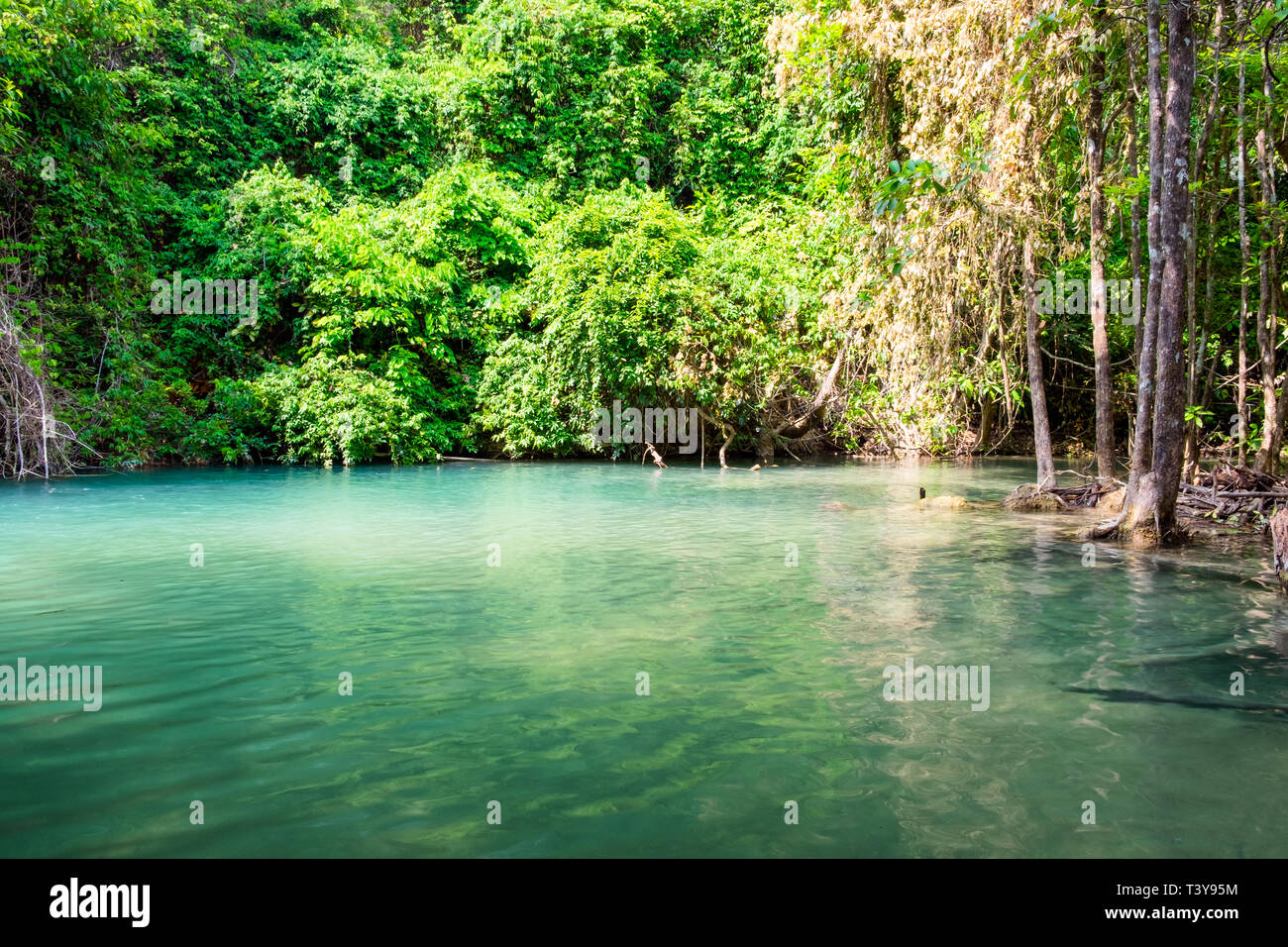 Pond in tropical rainforest hi-res stock photography and images - Alamy