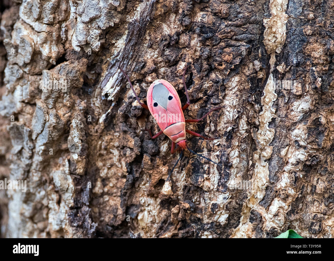 Small insect red blue color holding bark tree Stock Photo - Alamy