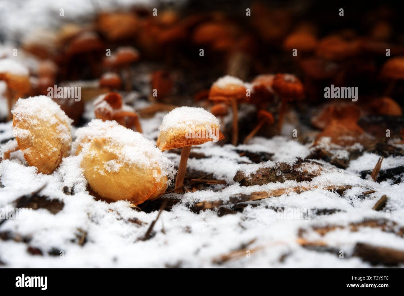 The mushrooms rock group hi-res stock photography and images - Alamy