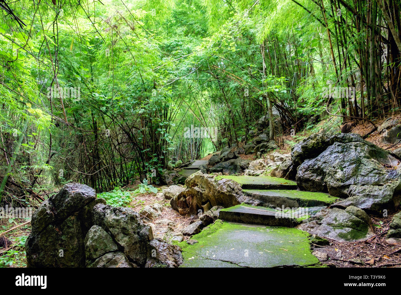 Route green bright in tropical rain forest on rain season at hellfire ...