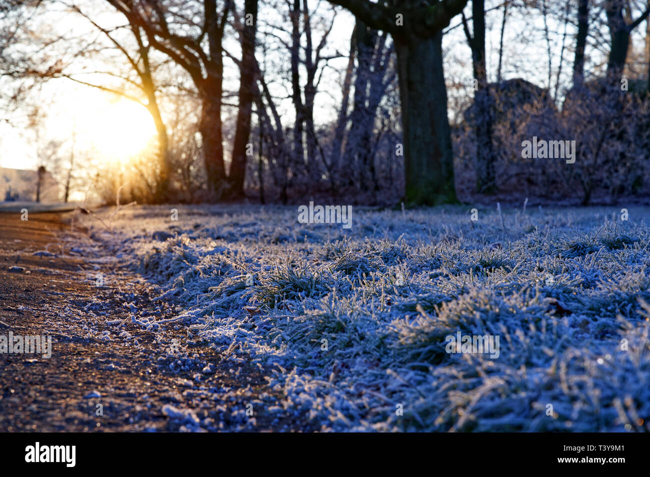 winter landscape with trees Stock Photo - Alamy