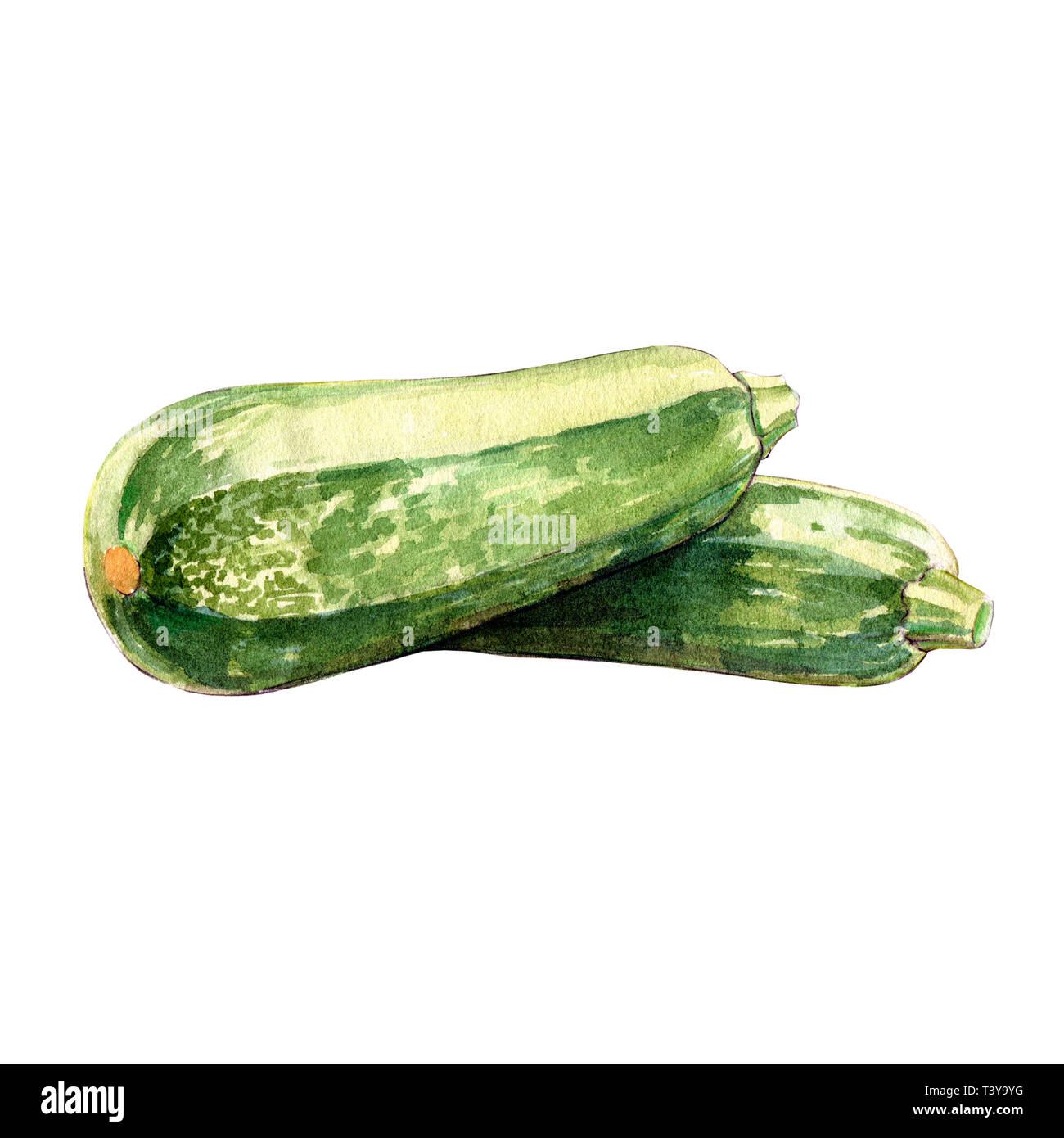 zucchini watercolor illustration on white background Stock Photo - Alamy