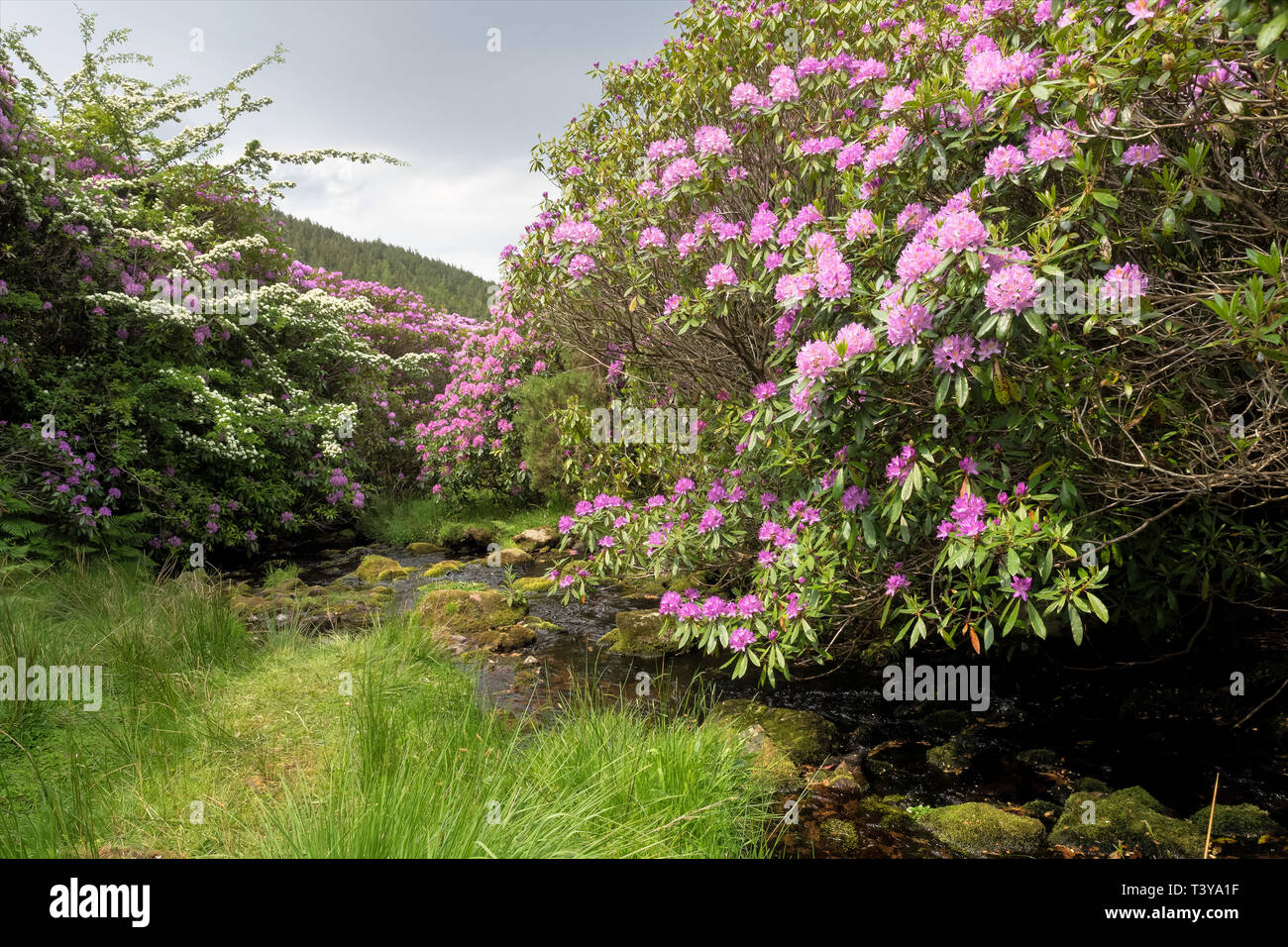 Rhododendron growing in the Vee valley on the Tipperary Waterford ...
