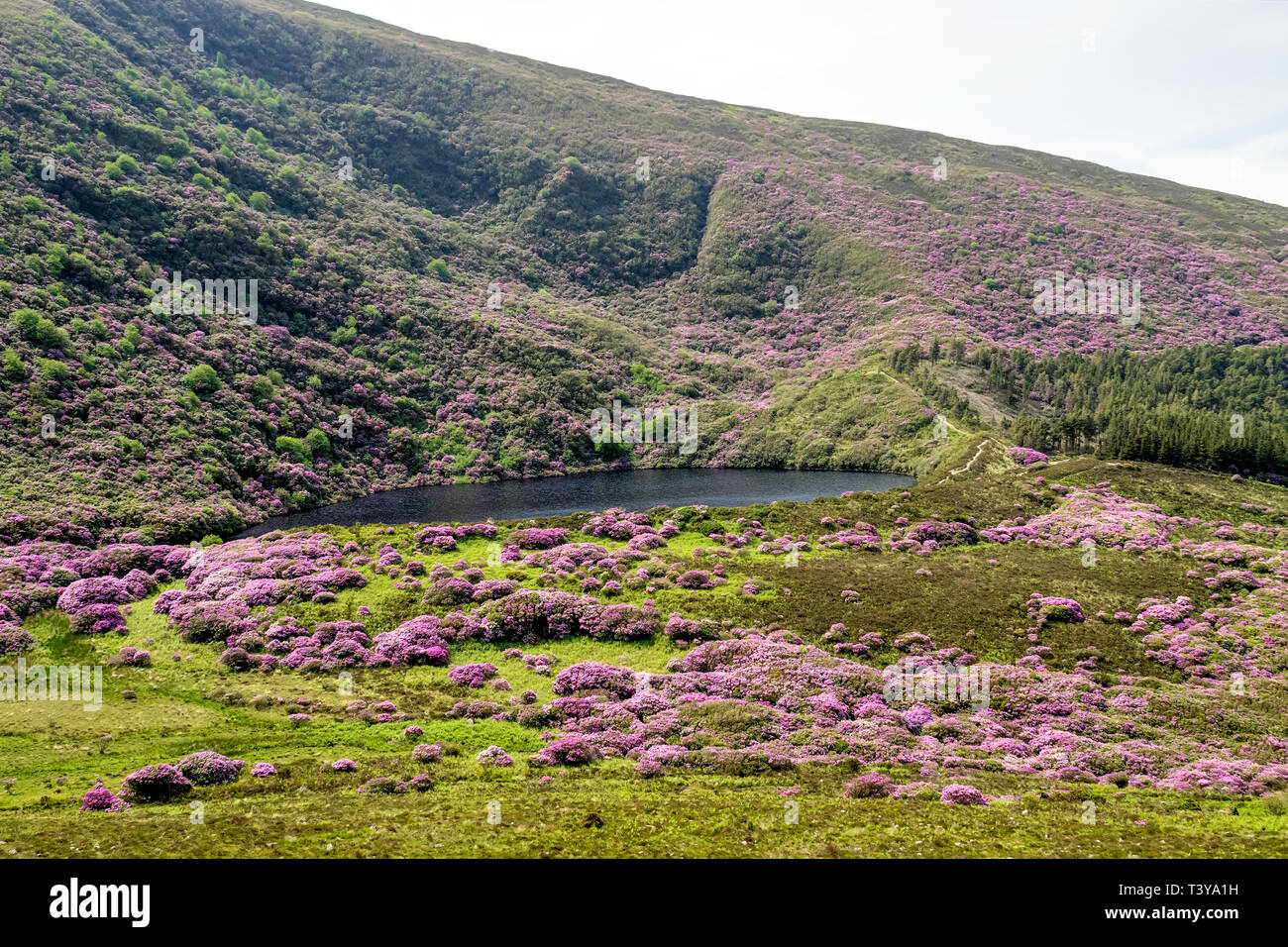 Tipperary heritage way hi-res stock photography and images - Alamy