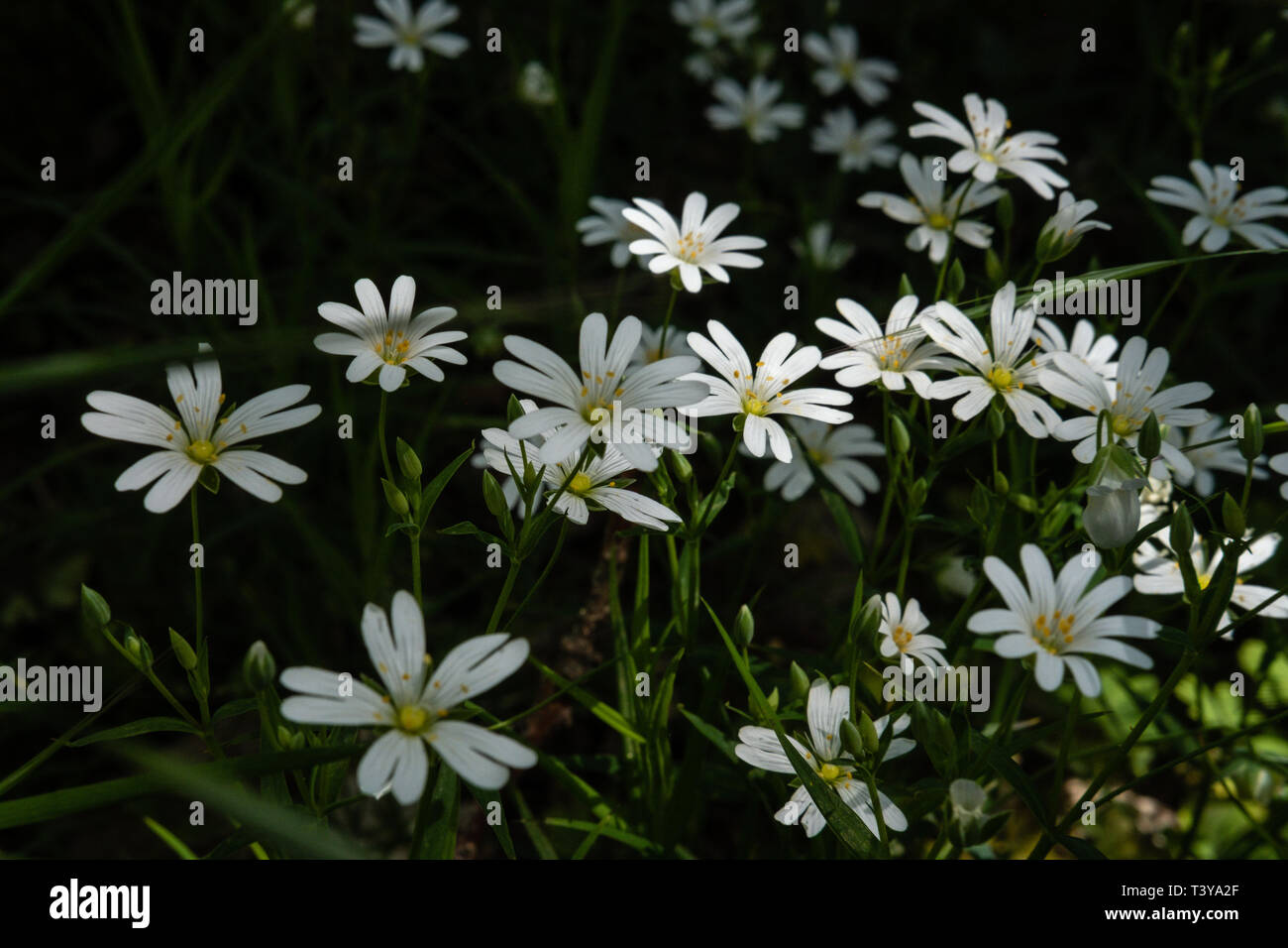 Carpet of white flowers in the woods in the spring Stock Photo - Alamy