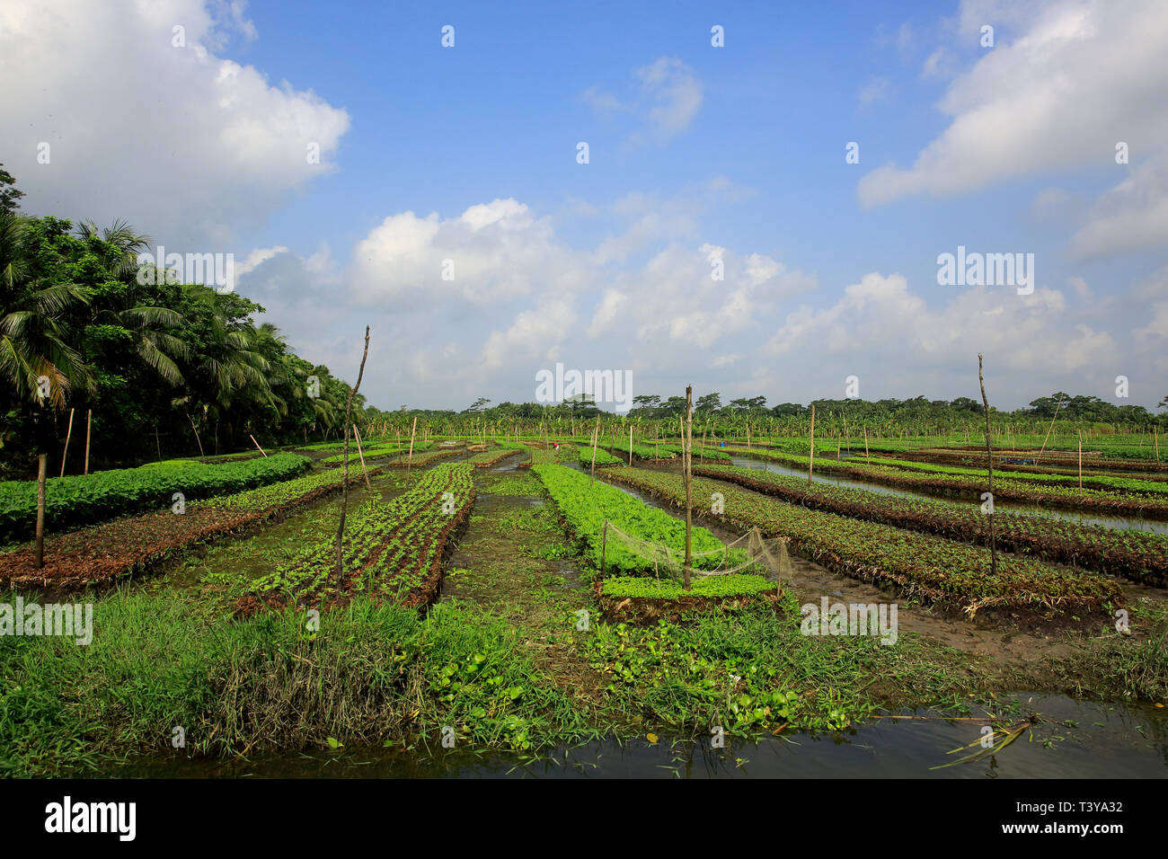 Floating farms in the coastal districts of Pirojpur have been ...