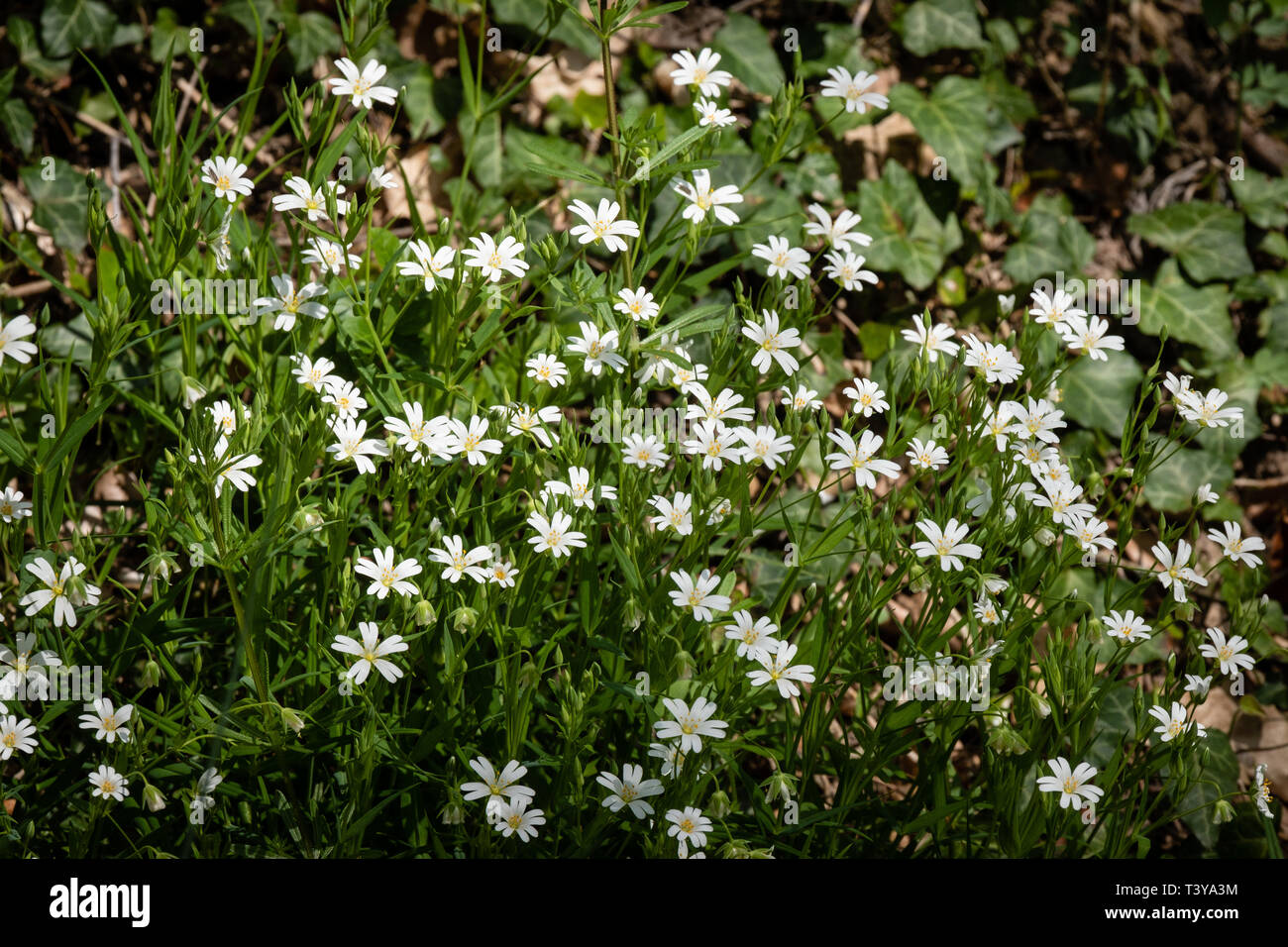 Carpet of white flowers in the woods in the spring Stock Photo - Alamy