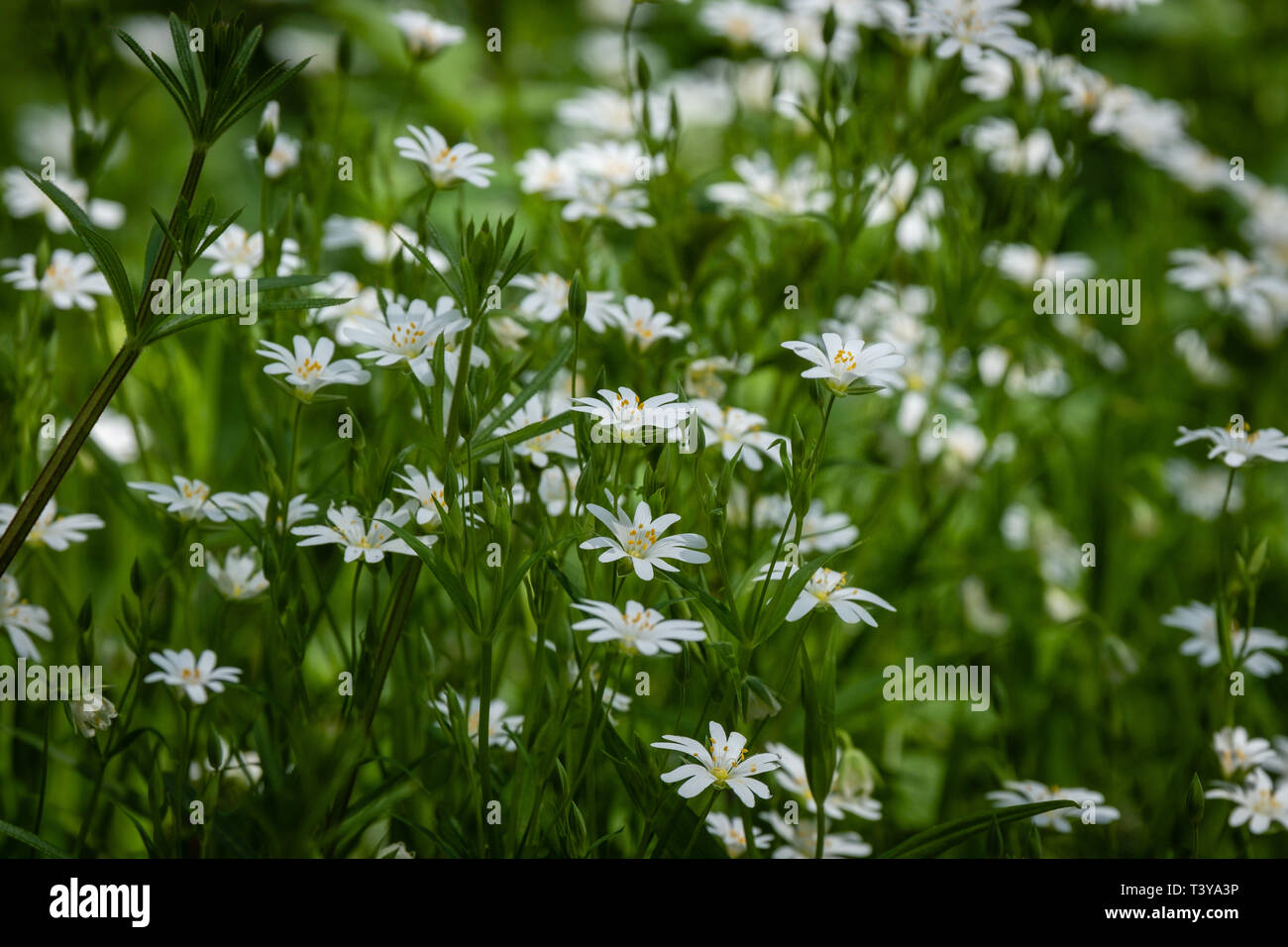 Carpet of white flowers in the woods in the spring Stock Photo - Alamy