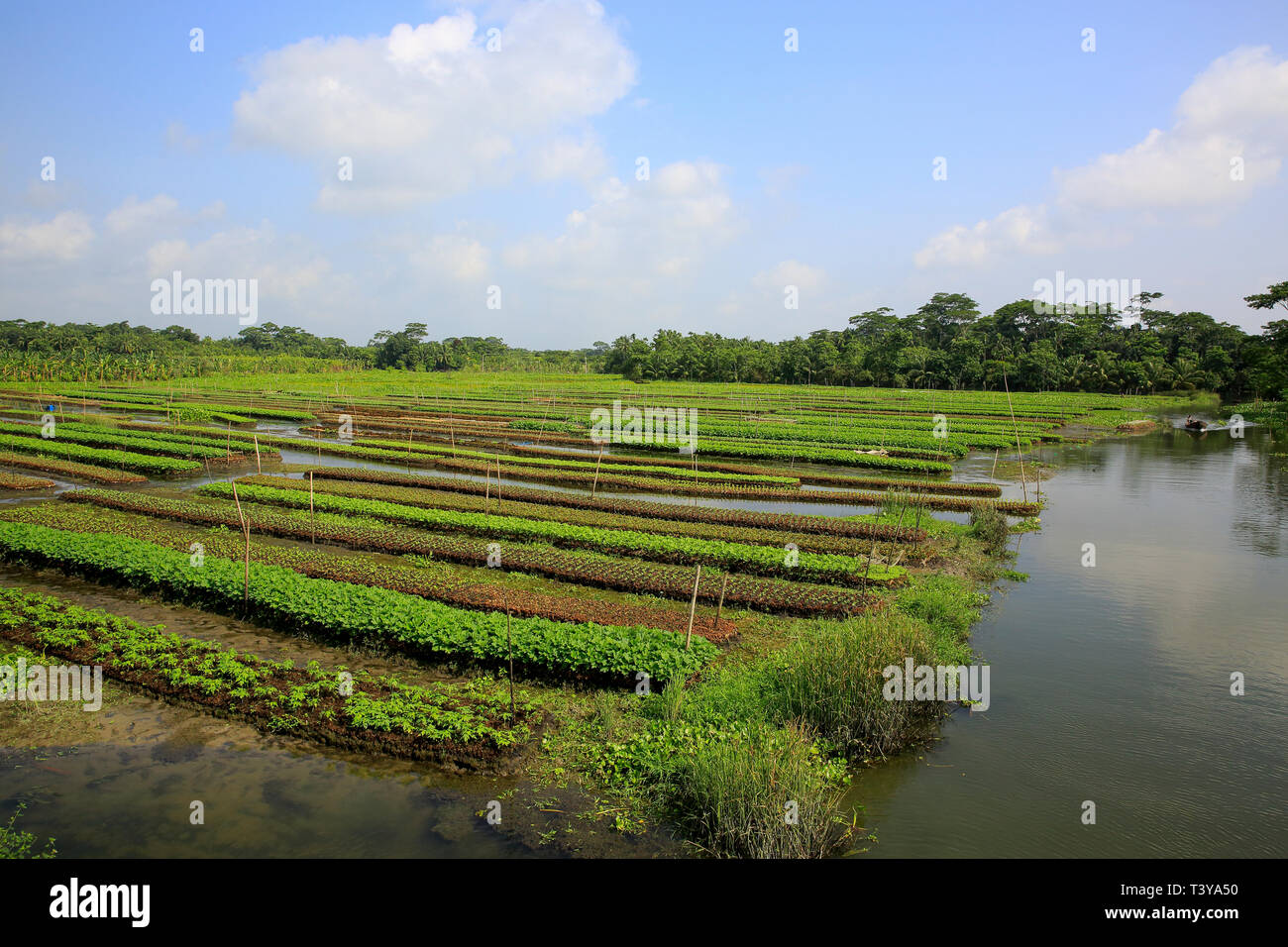 Floating farms in the coastal districts of Pirojpur have been ...