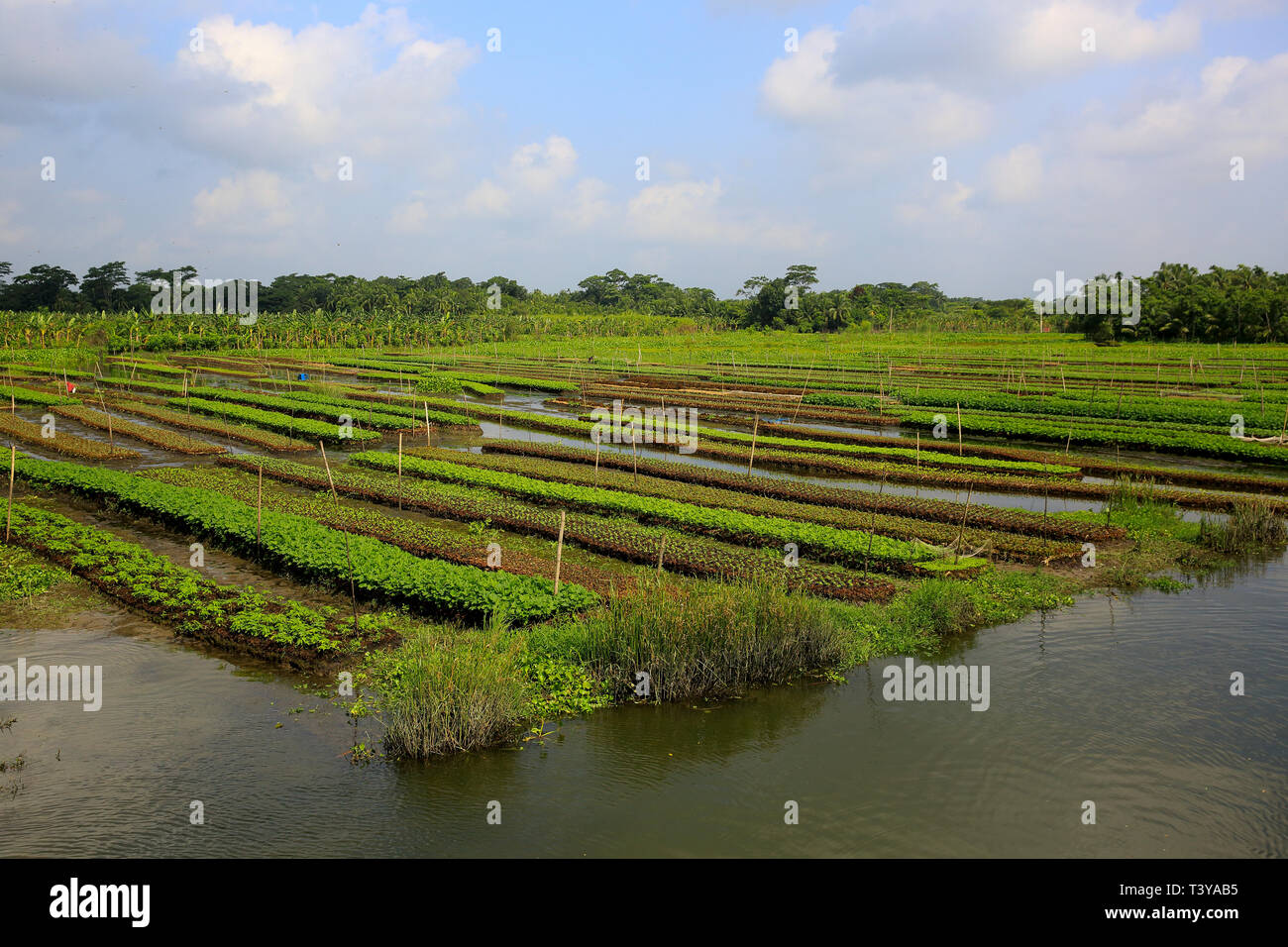 Floating farm in bangladesh hi-res stock photography and images - Alamy