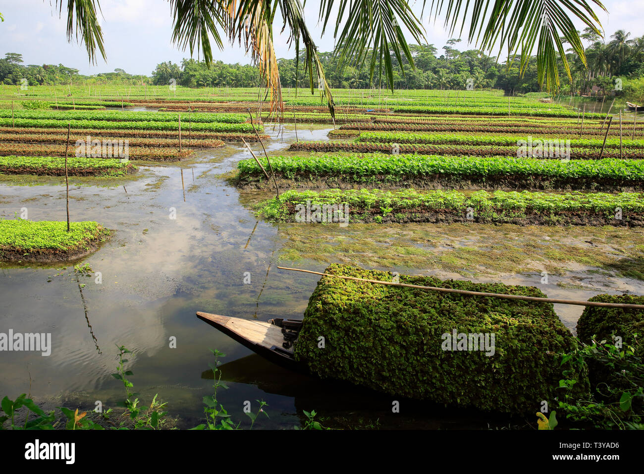 Floating farms in the coastal districts of Pirojpur have been ...