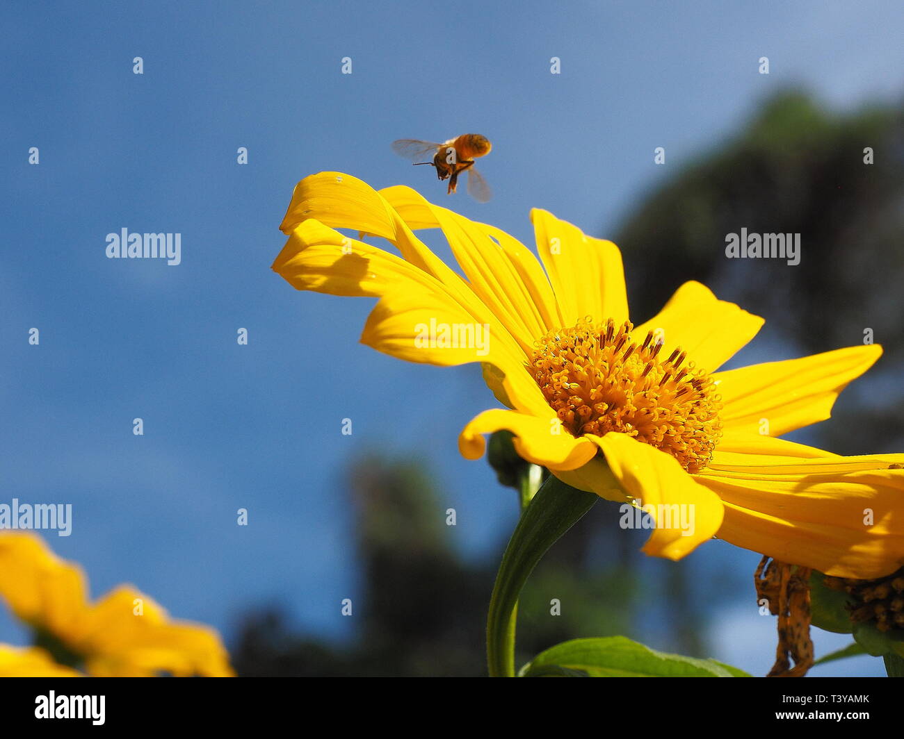 Australian bees pollinating hi-res stock photography and images - Alamy
