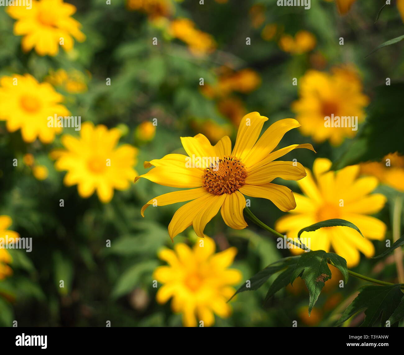 Weeds with yellow flowers hi-res stock photography and images - Alamy