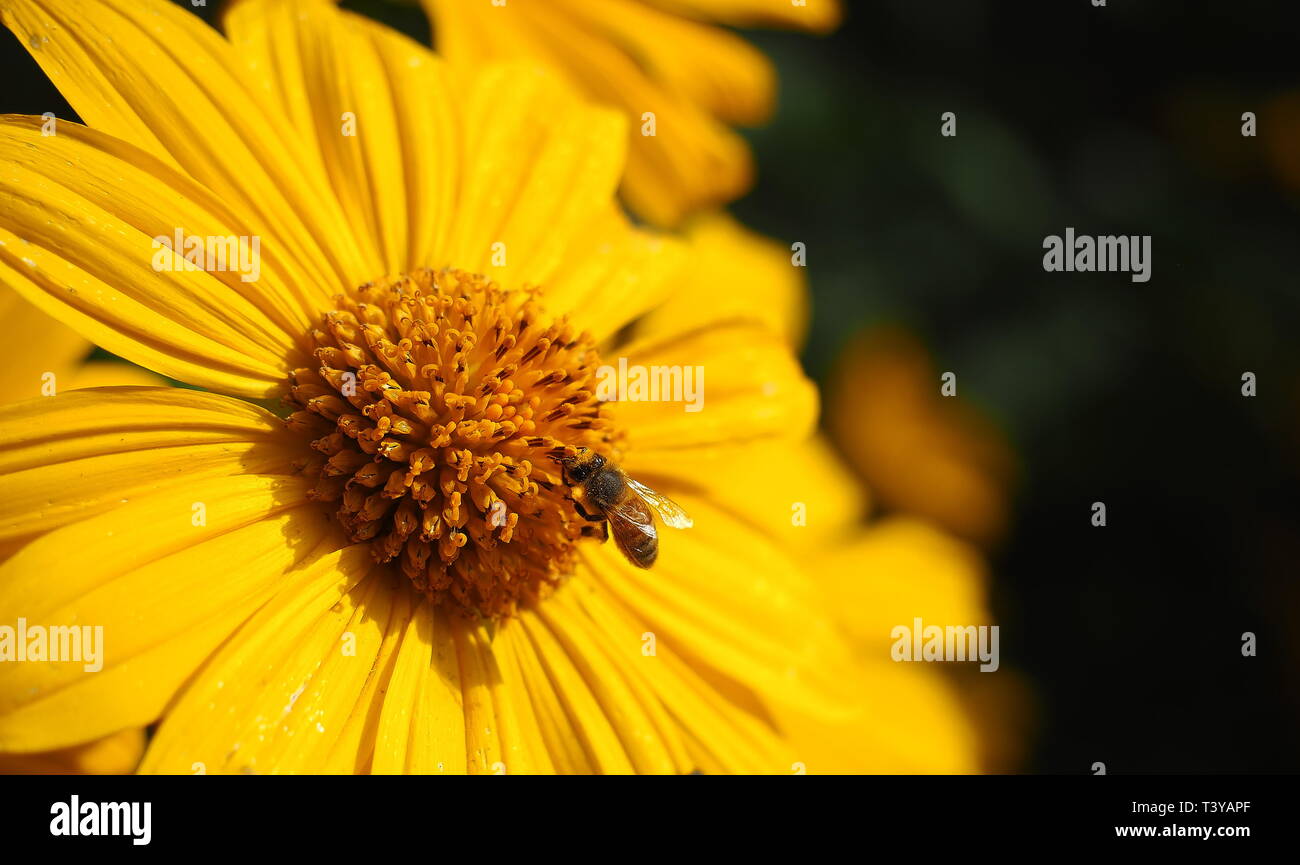 Bee and yellow flower Stock Photo - Alamy