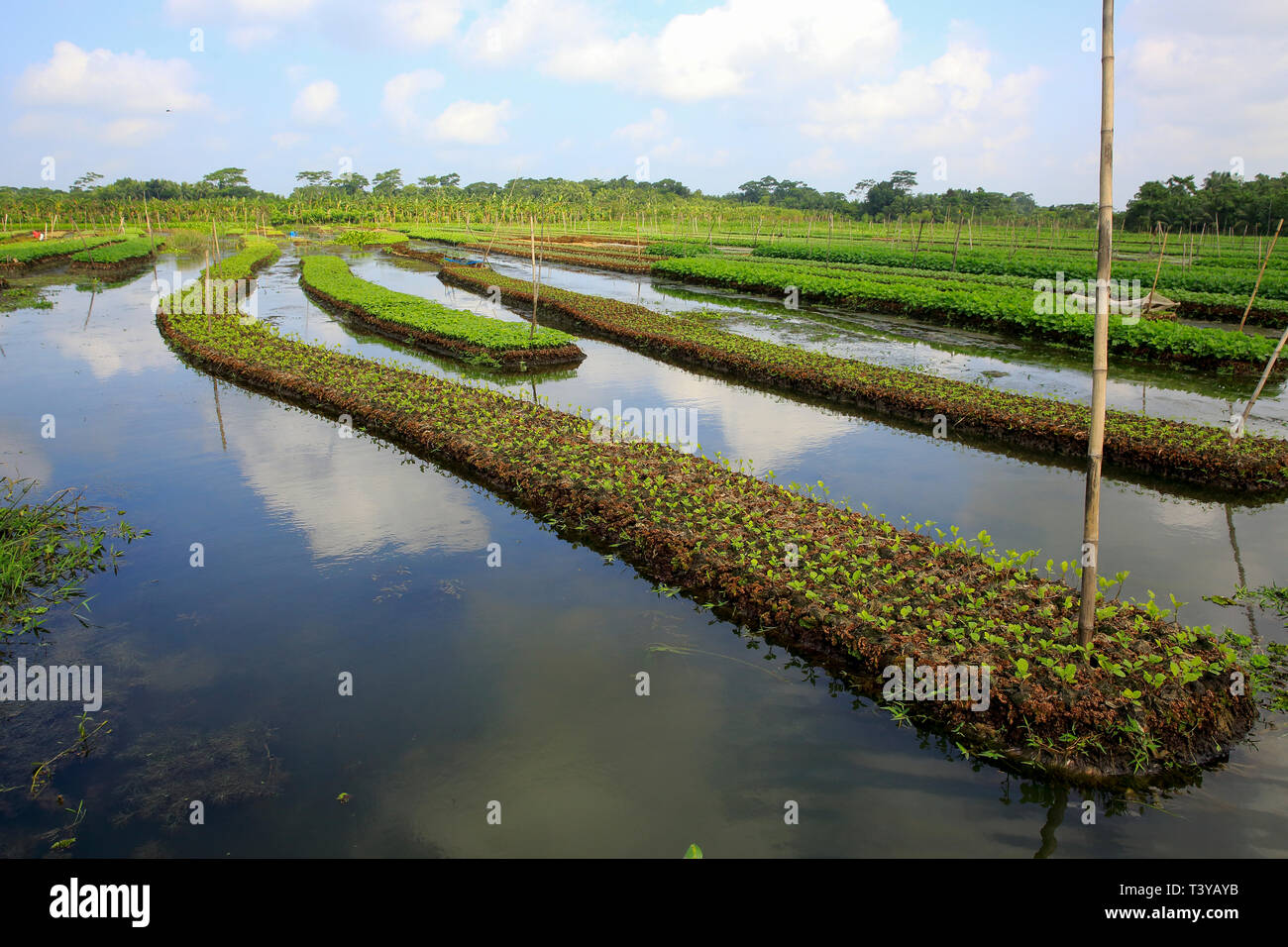 Floating plantation hi-res stock photography and images - Alamy