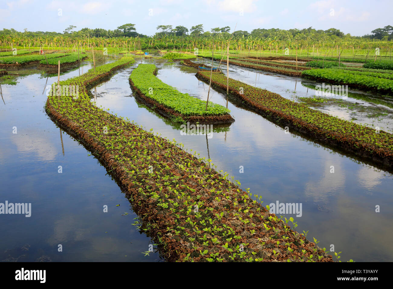 Floating farms in the coastal districts of Pirojpur have been ...