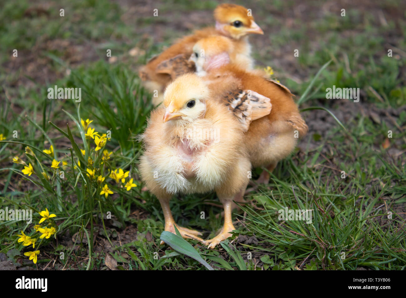 Close up small yellow chickens hi-res stock photography and images - Alamy