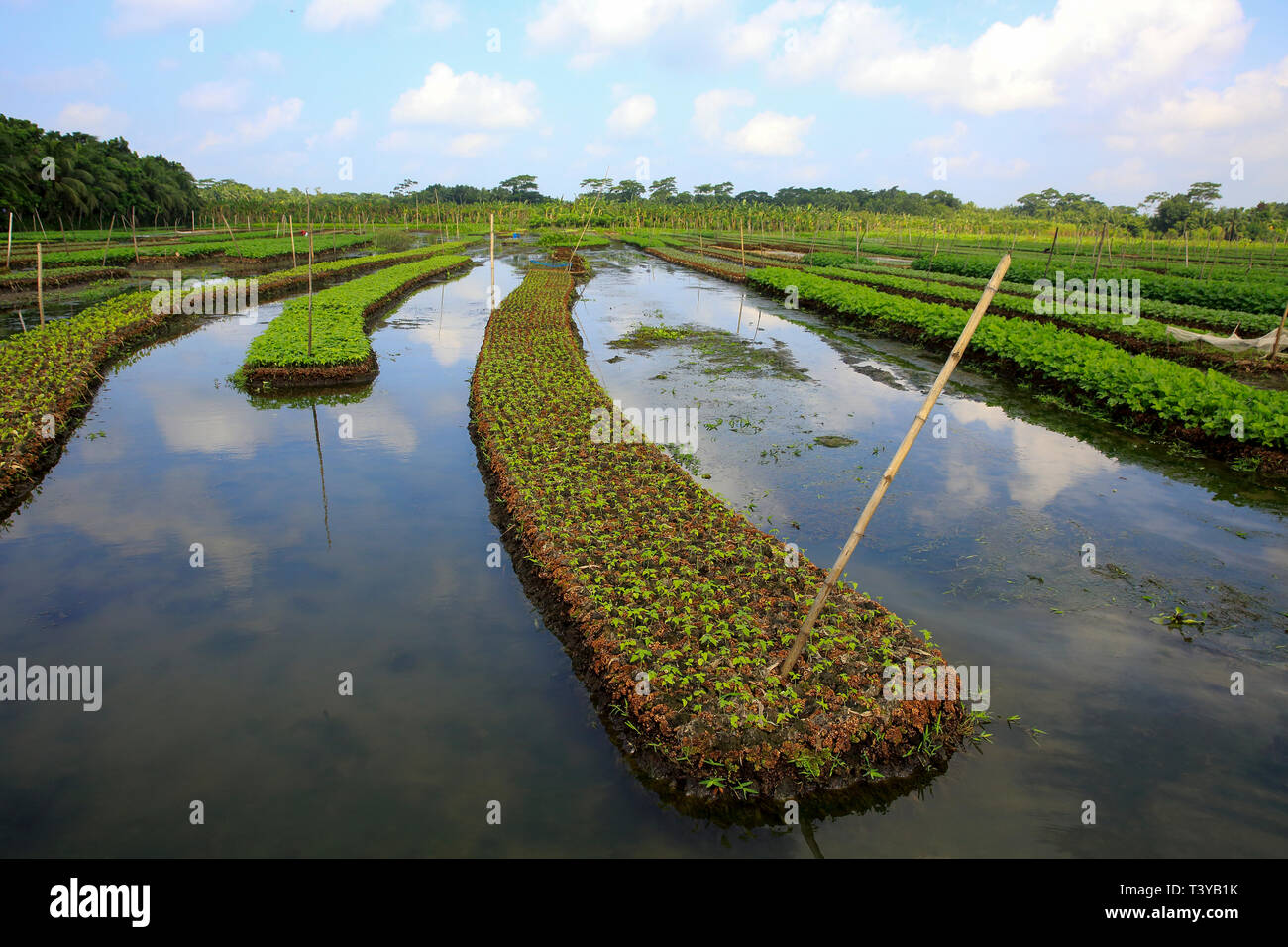 Floating farms in the coastal districts of Pirojpur have been ...