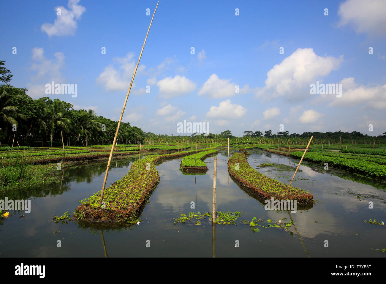 Floating farms in the coastal districts of Pirojpur have been ...