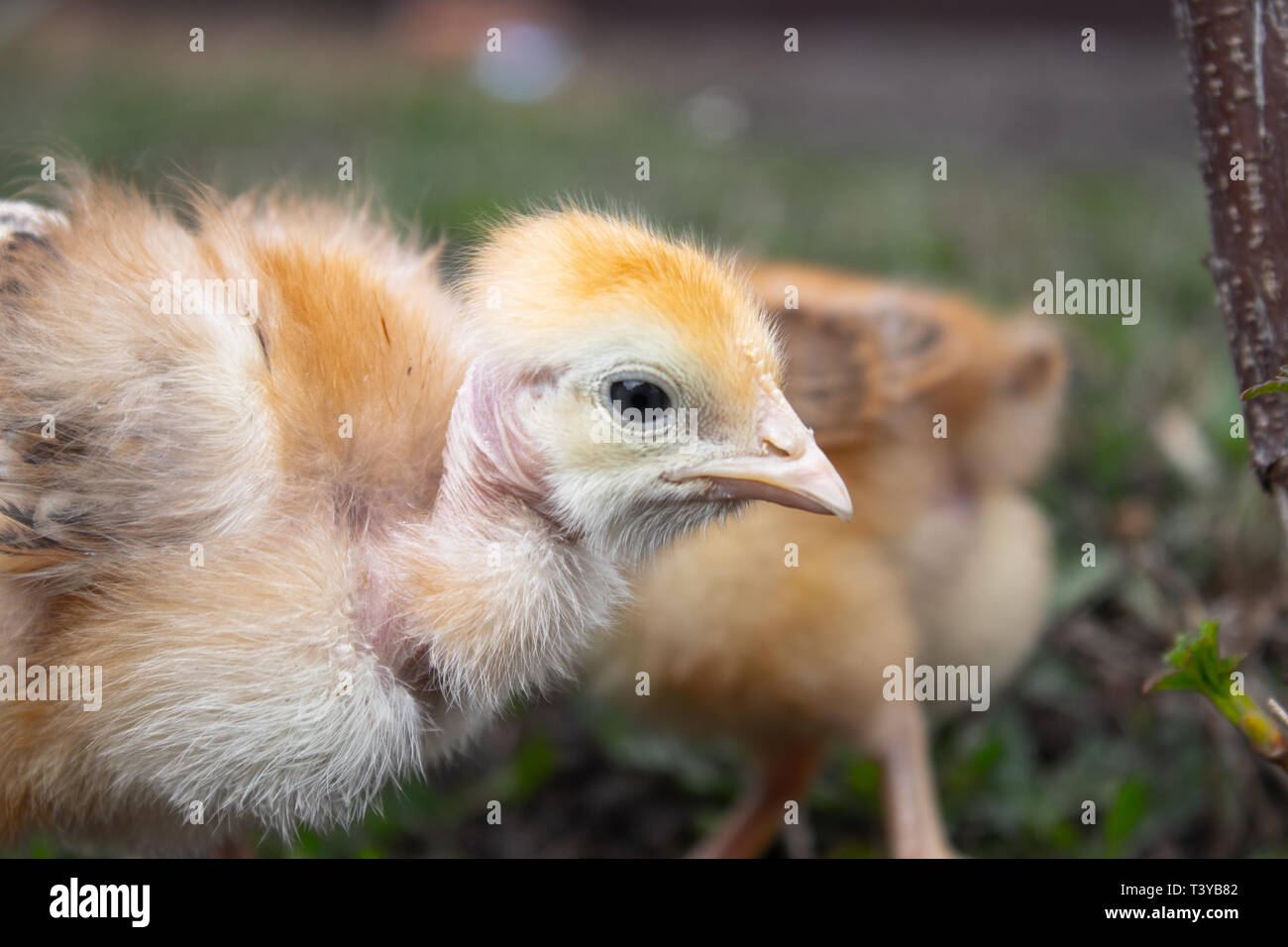 Little chicken, yellow chickens on the grass. Rearing small chickens ...