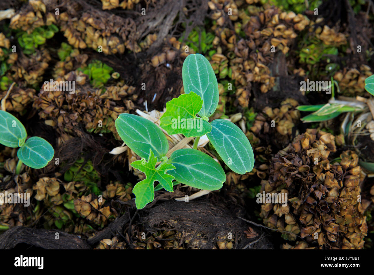 Vegetables growing on floating seedbeds made from water hyacinth at ...