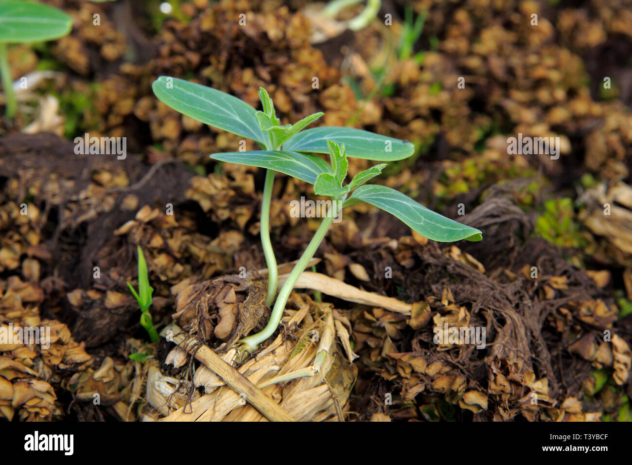 Vegetables growing on floating seedbeds made from water hyacinth at ...