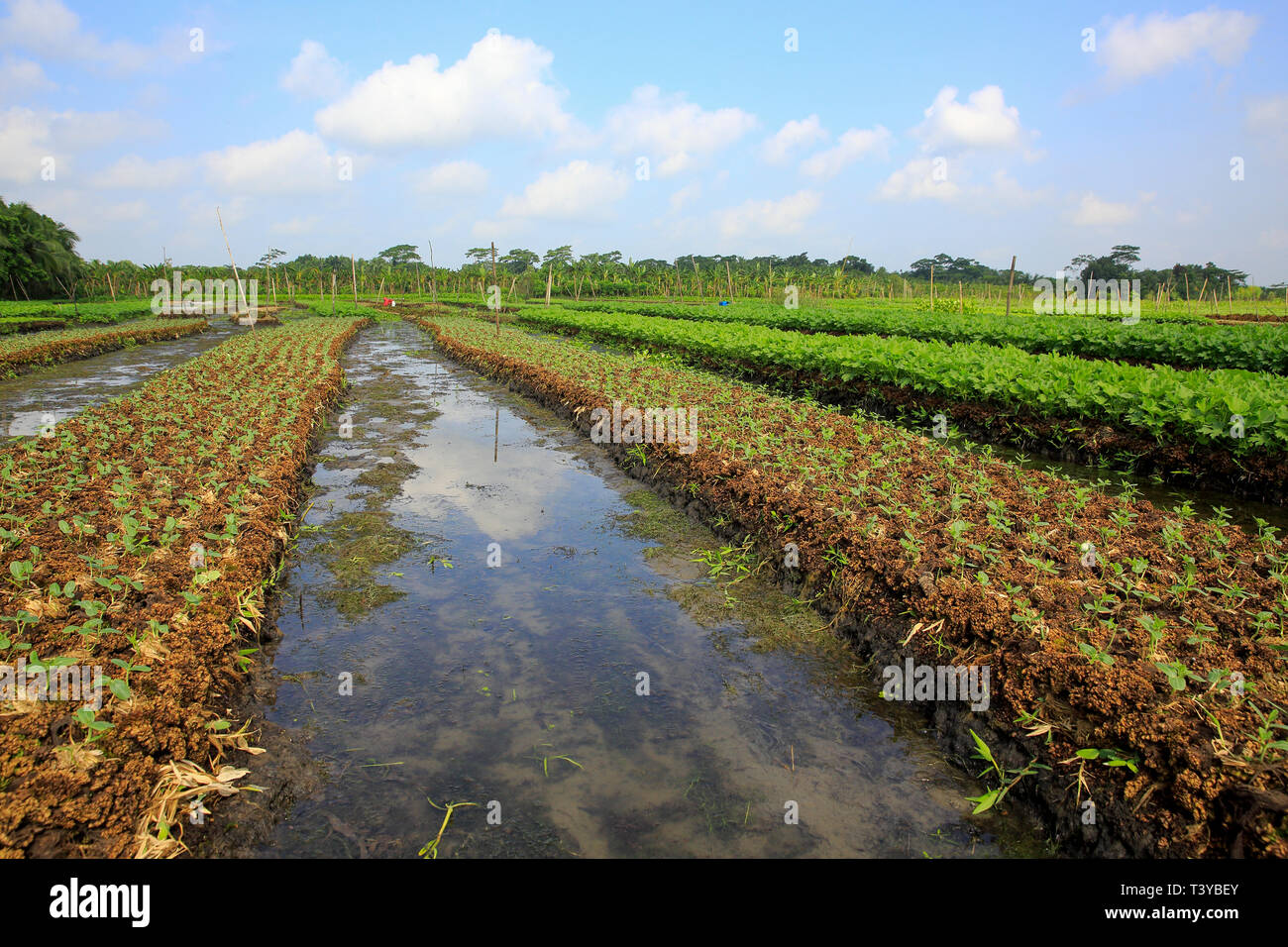 Floating Plantation Stock Photos & Floating Plantation Stock Images - Alamy