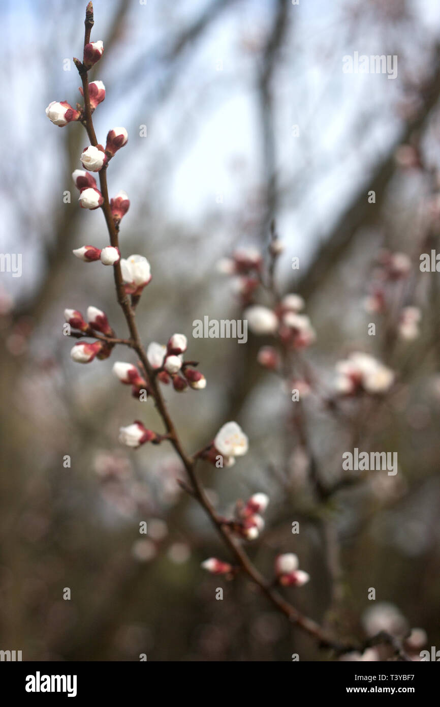 Branches of apricot with flowers and buds against the blue sky. Moldova ...