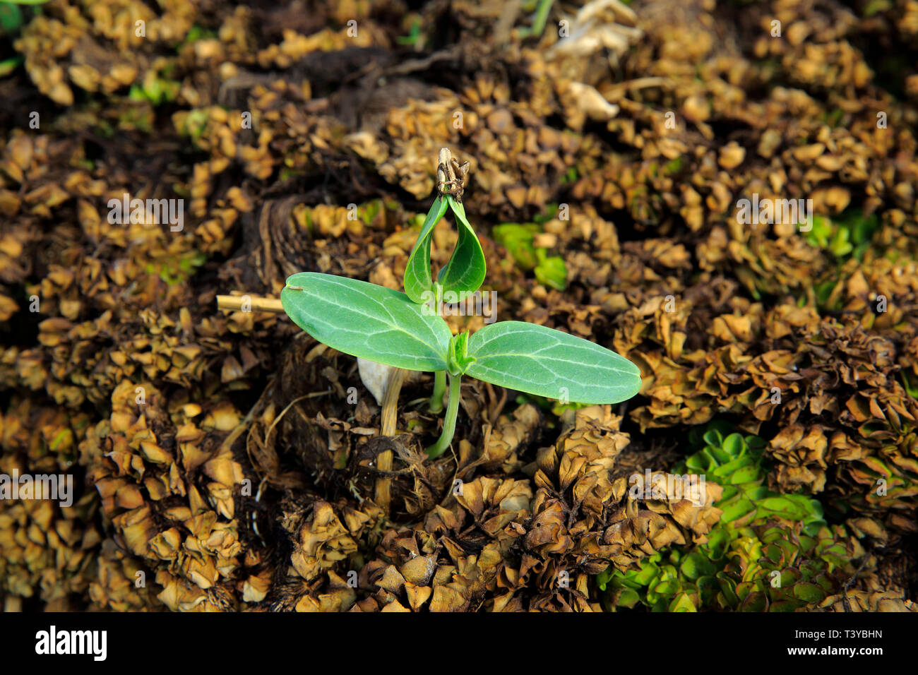 Vegetables growing on floating seedbeds made from water hyacinth at ...