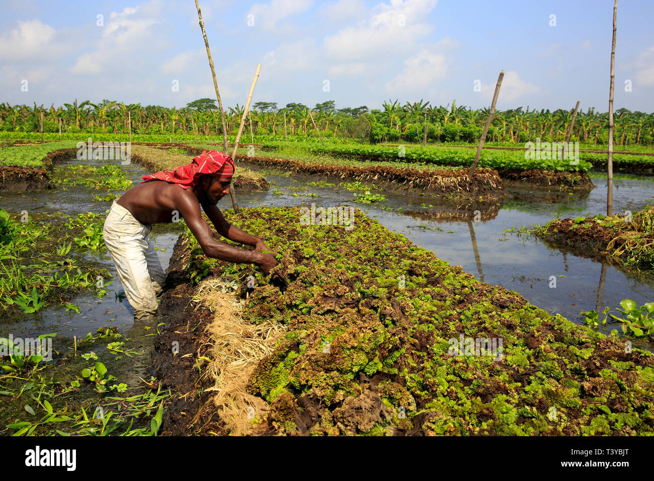 A farmer tends his floating seedbeds made from water hyacinth at ...