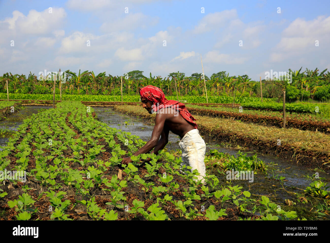 A farmer tends his floating seedbeds made from water hyacinth at ...