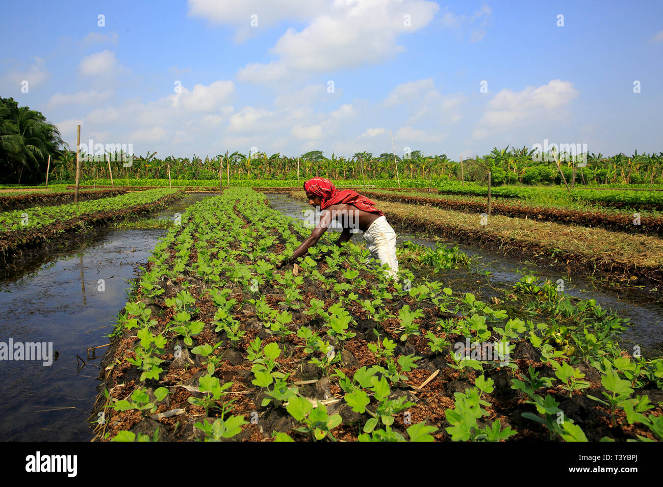 A farmer tends his floating seedbeds made from water hyacinth at ...