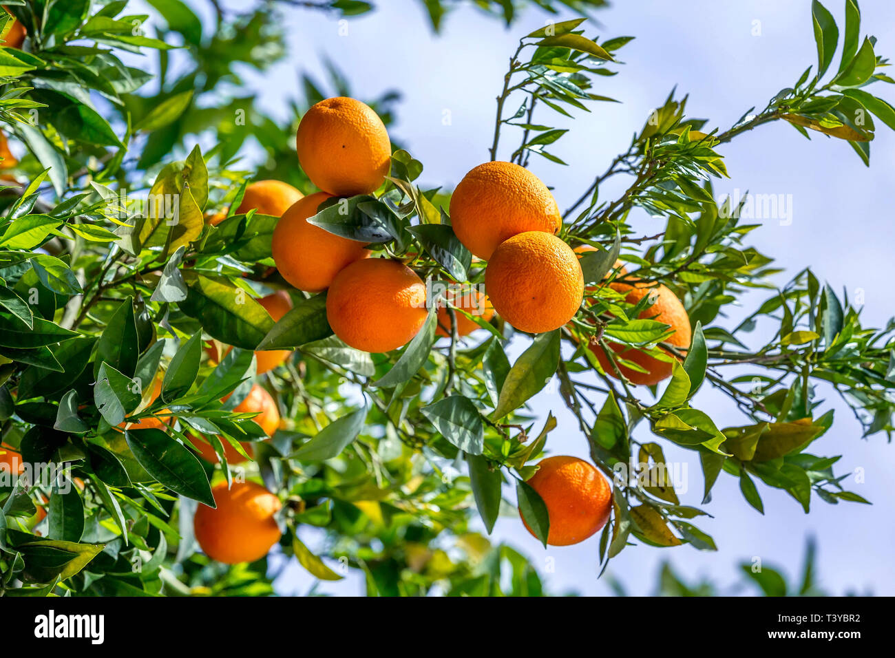 Orange tree branch with ripe fruits in sunlight and blue sky Stock ...