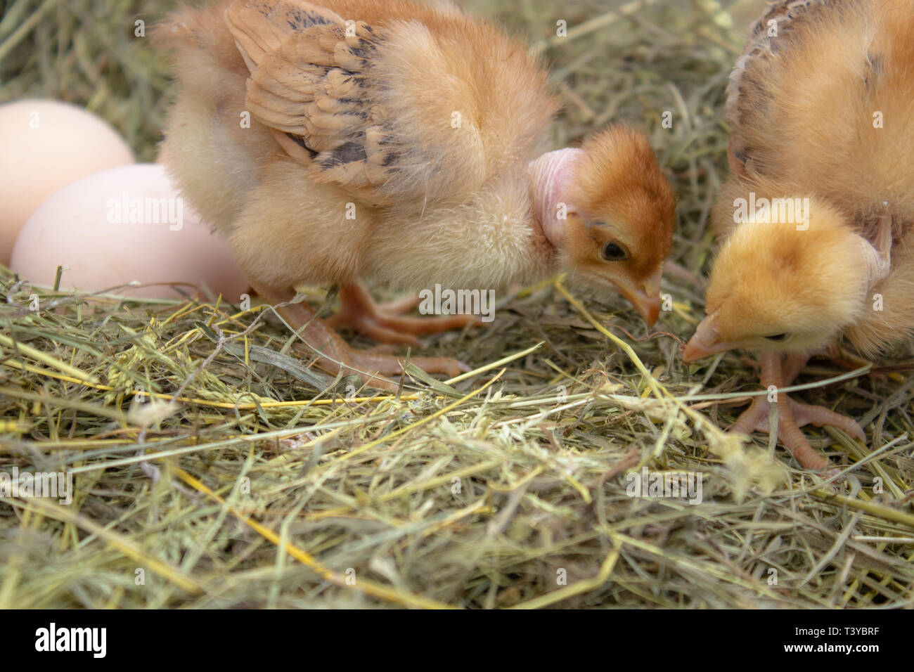 beautiful little chicken, eggs and eggshell in nest. Newborn chicks on ...