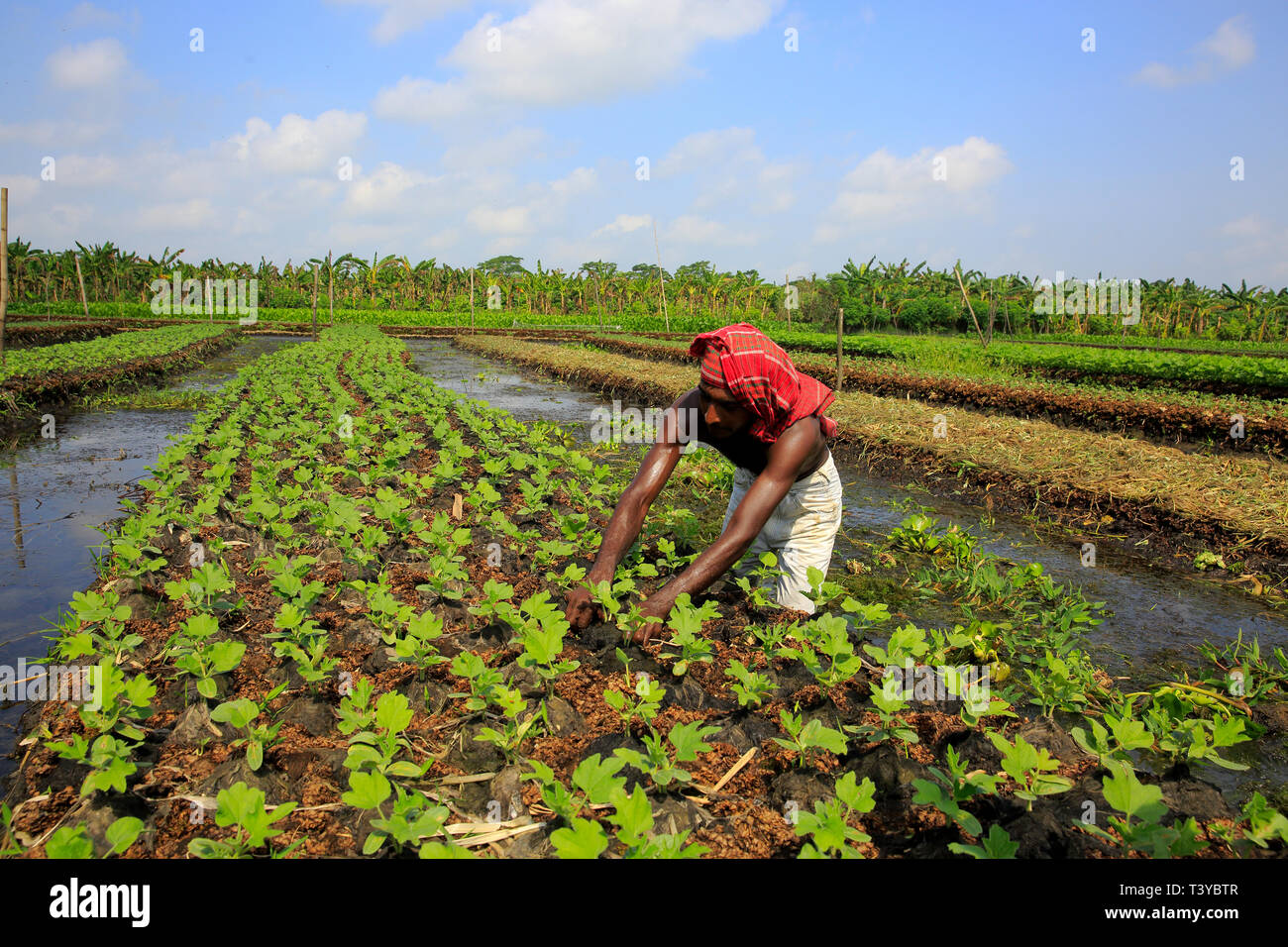 A farmer tends his floating seedbeds made from water hyacinth at ...