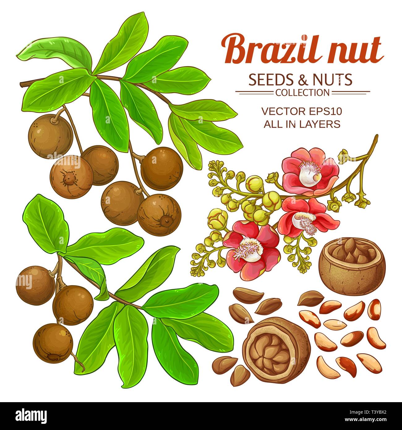brazil nut vector set on white background Stock Vector Image & Art - Alamy
