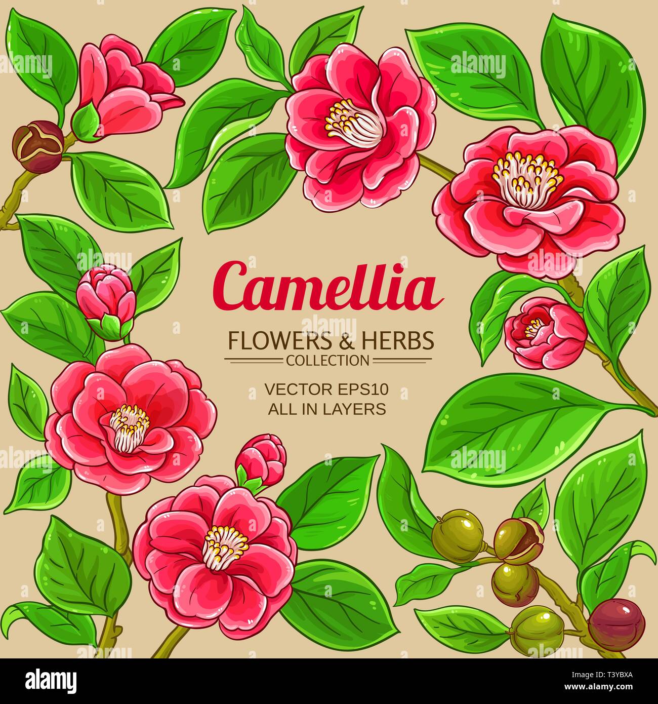 Flowering camellia Stock Vector Images - Alamy