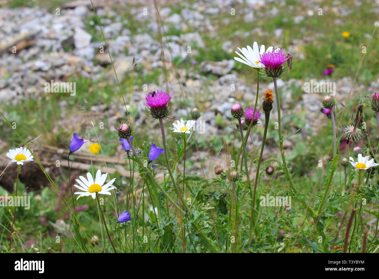 Flowerfield in the Swiss Alps Stock Photo - Alamy
